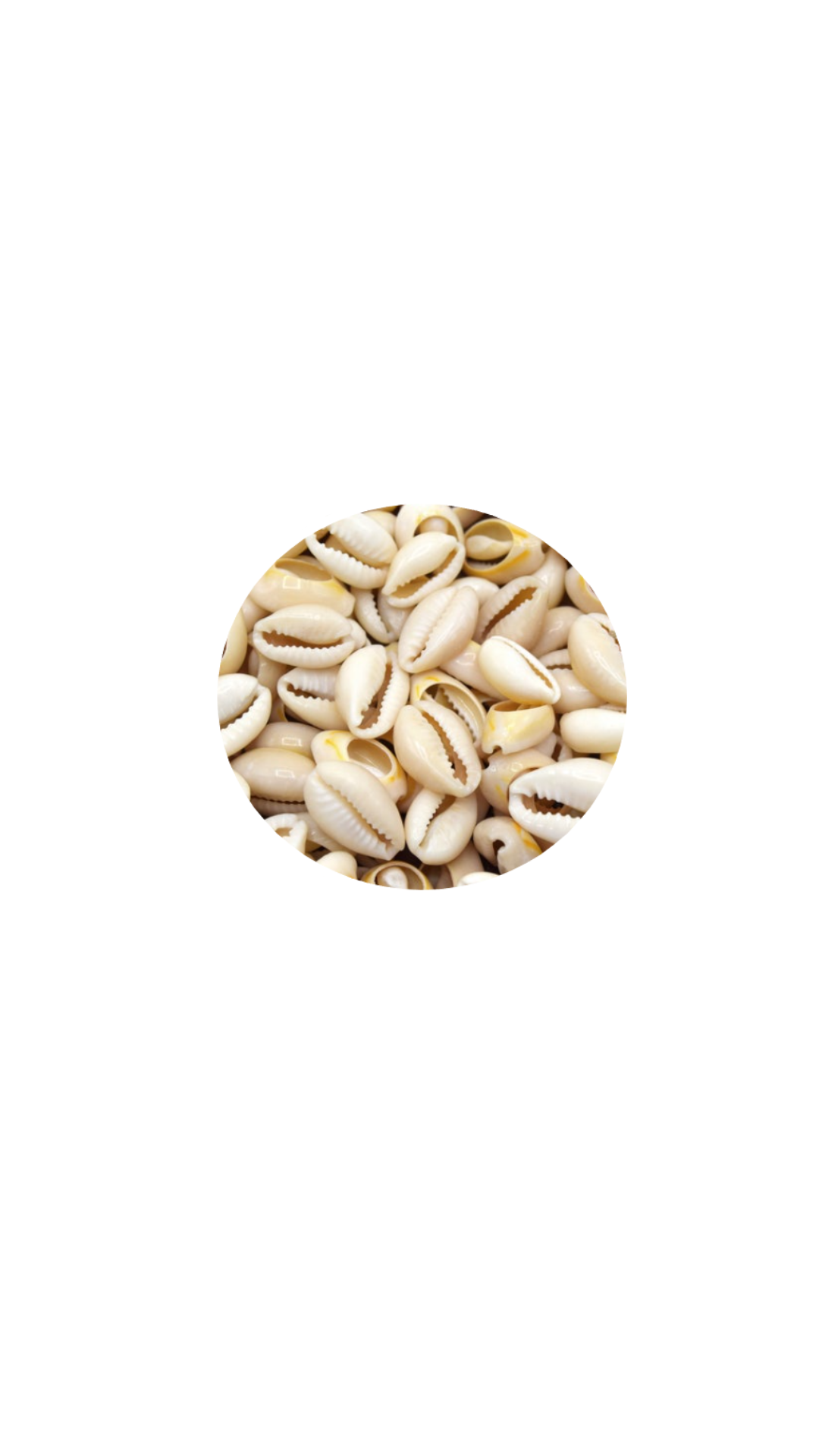 Cowrie Shell – Blue Window Jewellery